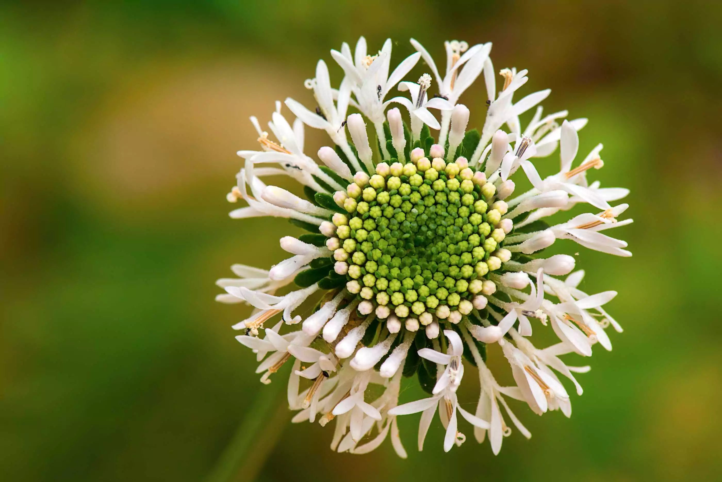 Understanding Estrogen: Effects on Periods, Skin, and Overall Health ...